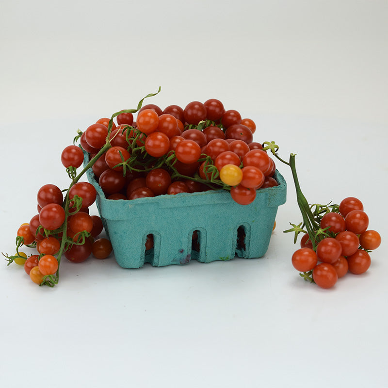 Tomato Candyland Seed – Harris Seeds