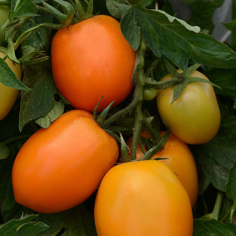Tomato Sunrise Sauce F1 Seed – Harris Seeds