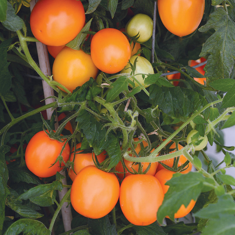 Tomato Sunrise Sauce F1 Seed – Harris Seeds