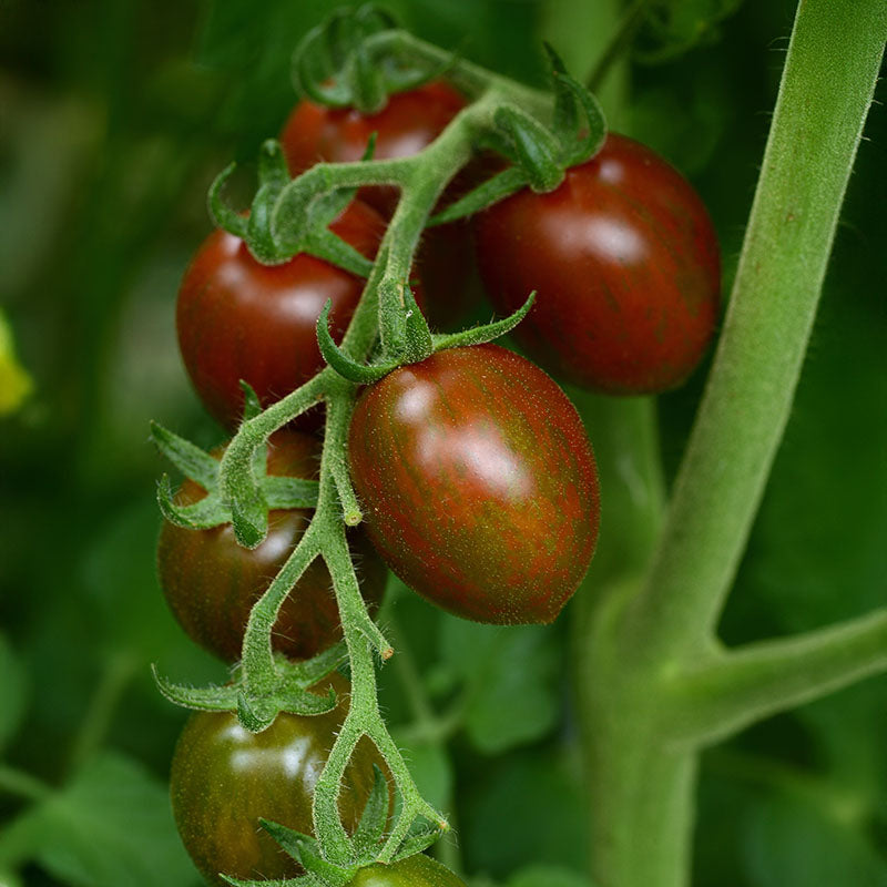 Tomato Chocolate Sprinkles F1 Seed – Harris Seeds