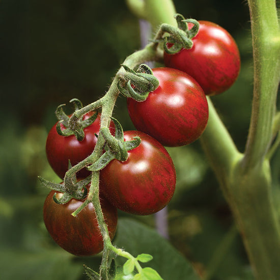 Tomato Chocolate Sprinkles F1 Seed – Harris Seeds