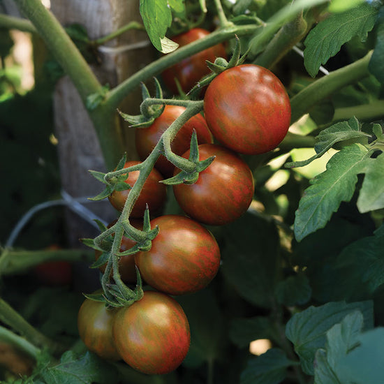 Tomato Chocolate Sprinkles F1 Seed – Harris Seeds