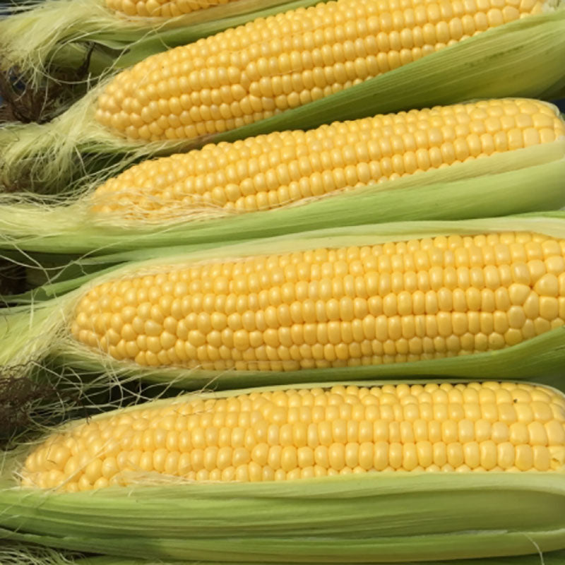 Sweet Corn Moonshine F1 Seed – Harris Seeds