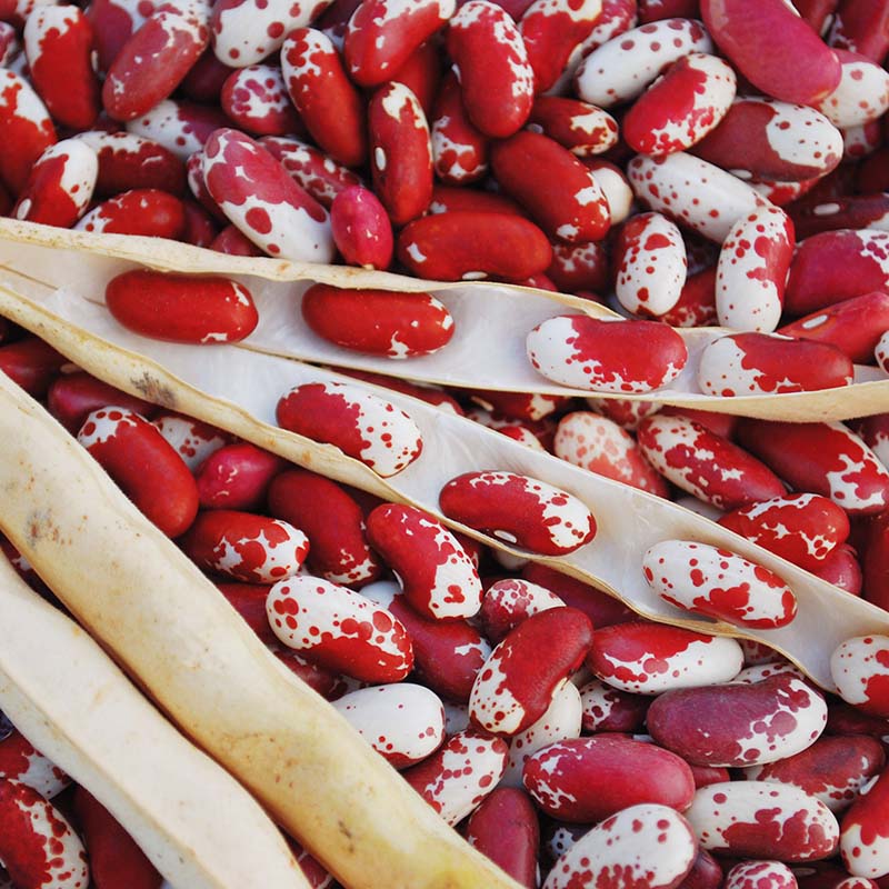 Jacobs Cattle Beans History Beans Archives BitterSweet