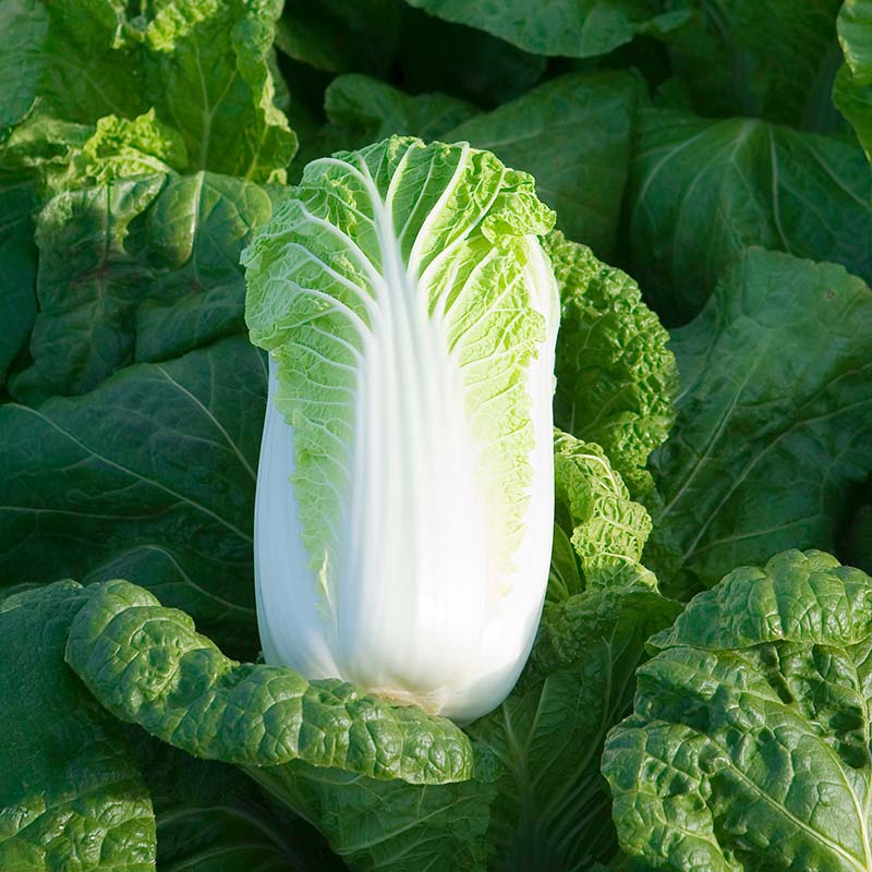 Cabbage Bilko F1 Organic Seed – Harris Seeds