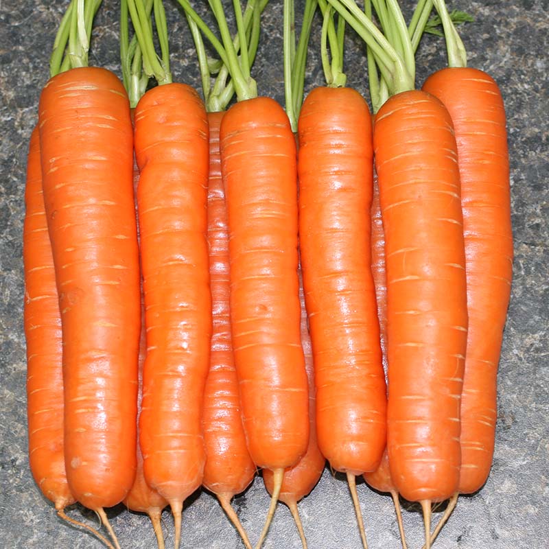 Carrot Yaya F1 Organic Seed – Harris Seeds