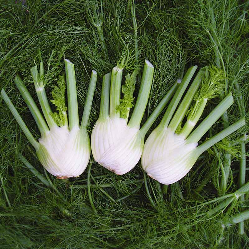 Fennel Orion F1 Organic Seed – Harris Seeds