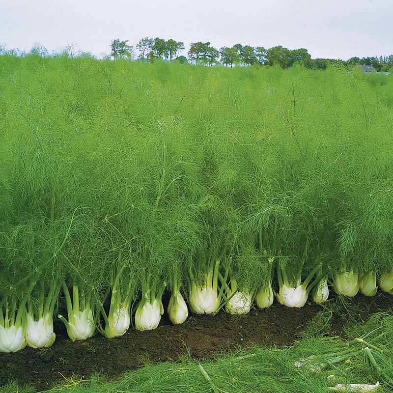 Fennel Orion F1 Organic Seed – Harris Seeds