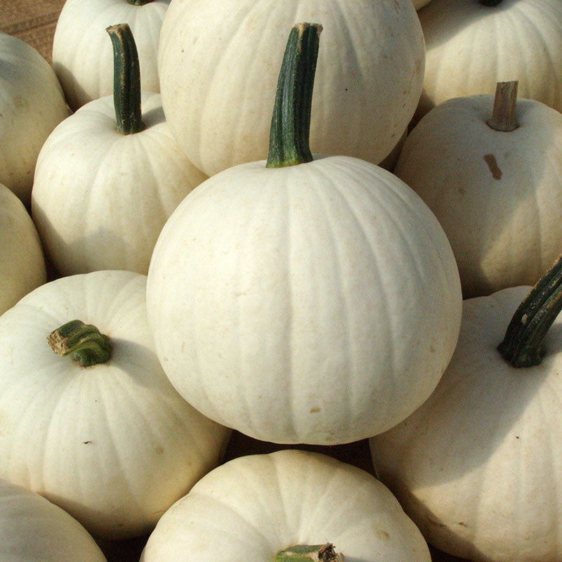 Pumpkin Snowball F1 Seed – Harris Seeds