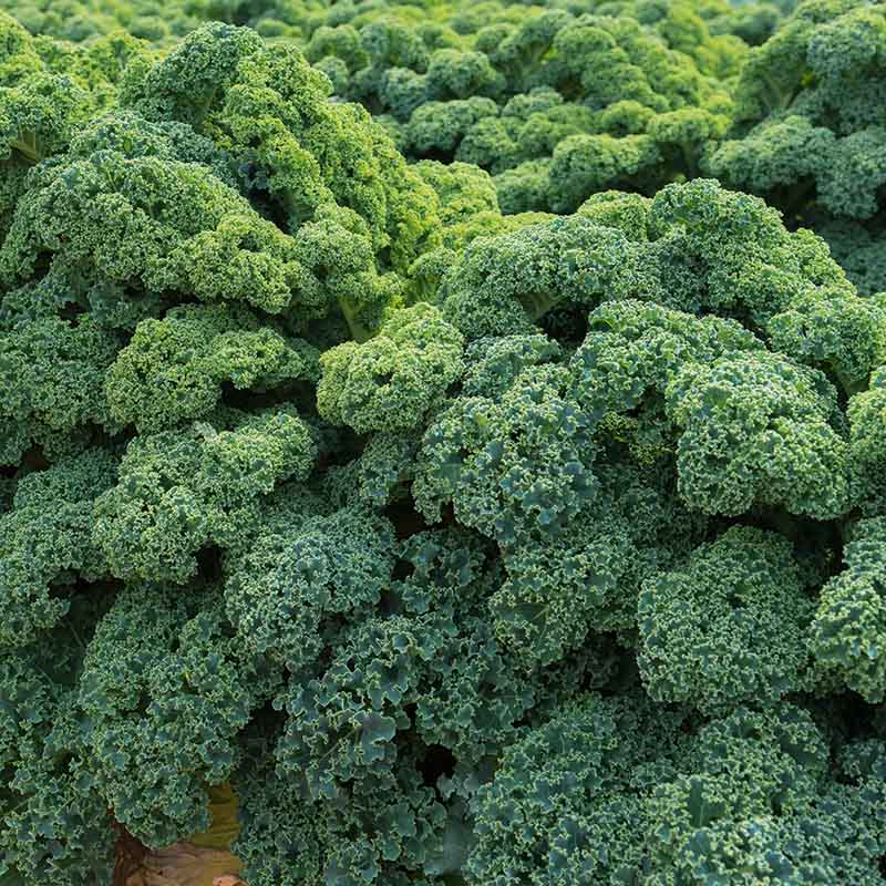 Kale Darkibor F1 Organic Seed – Harris Seeds