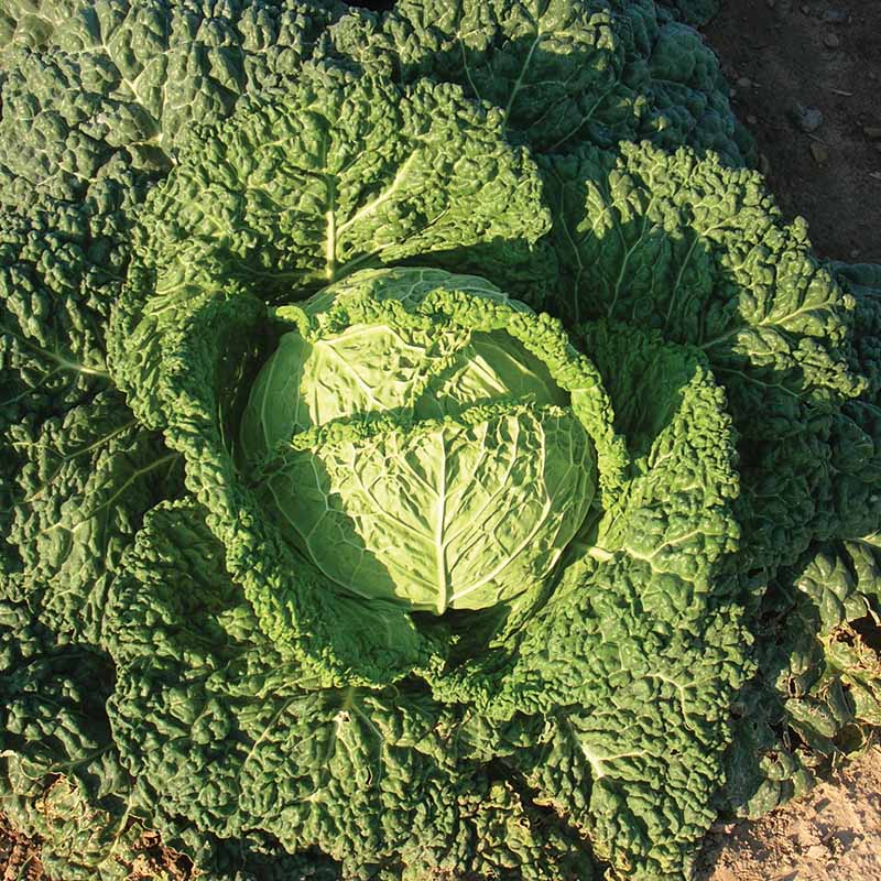 Cabbage Famosa F1 Organic Seed – Harris Seeds