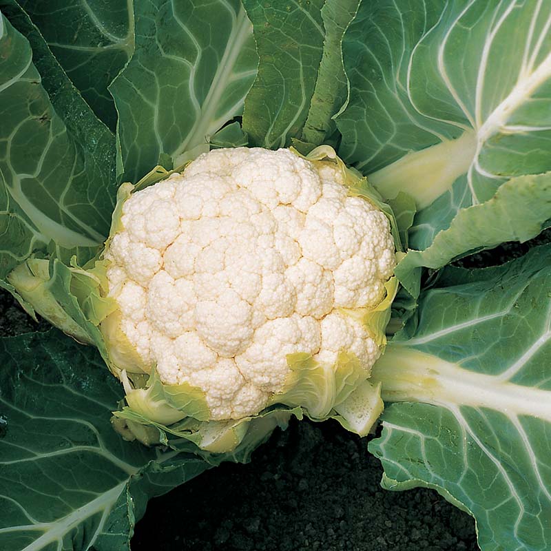 Cauliflower Skywalker F1 Organic Seed – Harris Seeds