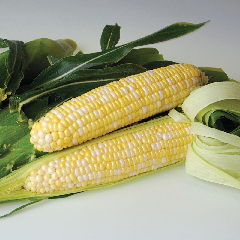 Sweet Corn Sweetness F1 Seed – Harris Seeds