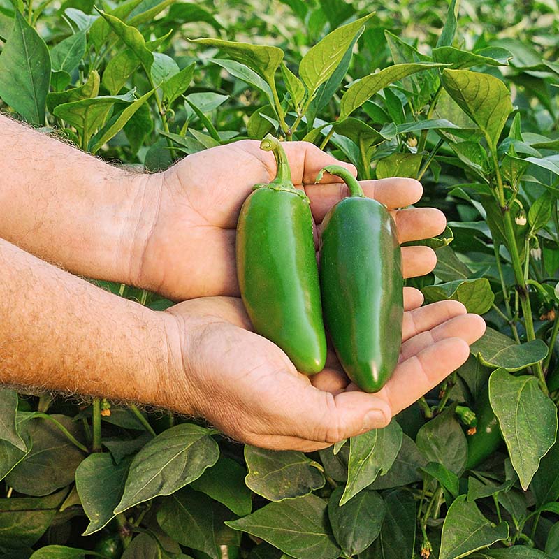 Pepper Dante F1 Seed – Harris Seeds