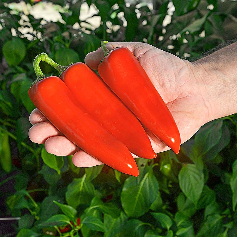Pepper Darling F1 Seed – Harris Seeds