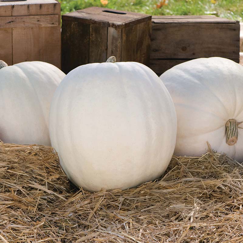 Pumpkin Polar Bear F1 Seed – Harris Seeds