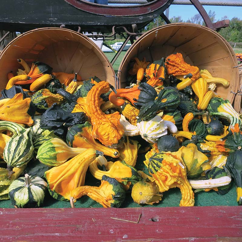 Gourd Autumn Wings Large Seed – Harris Seeds