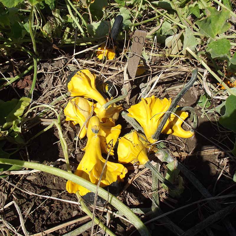 Gourd Autumn Wings Large Seed – Harris Seeds