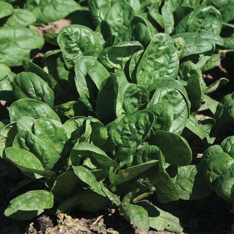 Spinach Seaside F1 Seed – Harris Seeds