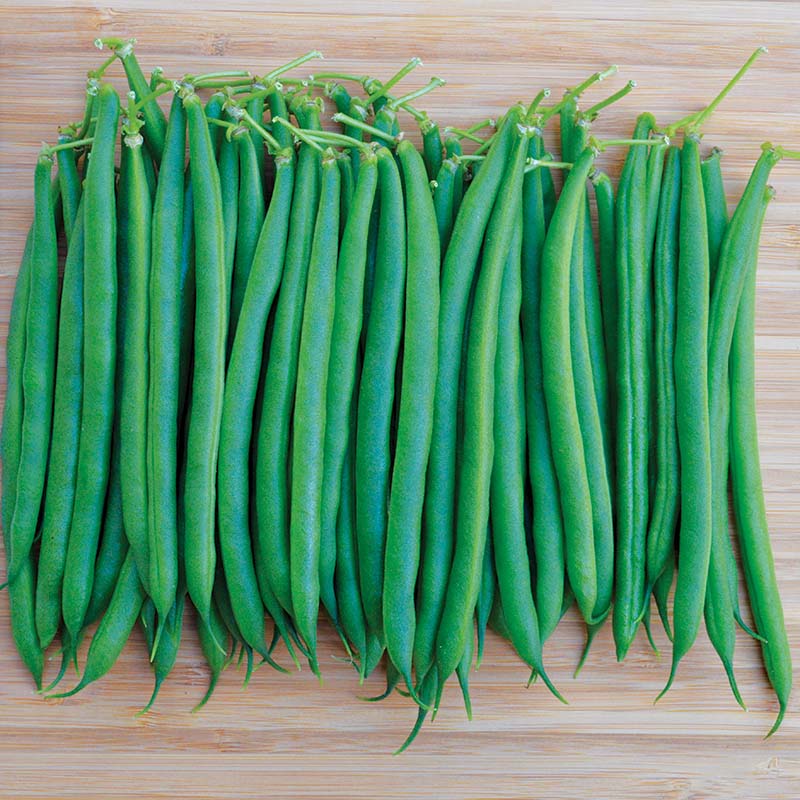 Bean Sybaris Seed – Harris Seeds