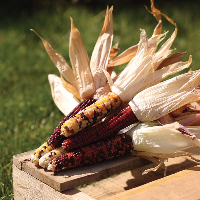 Ornamental Corn Firecracker Seed – Harris Seeds
