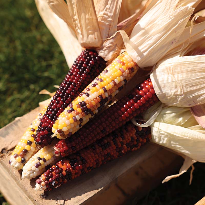 Ornamental Corn Firecracker Seed – Harris Seeds