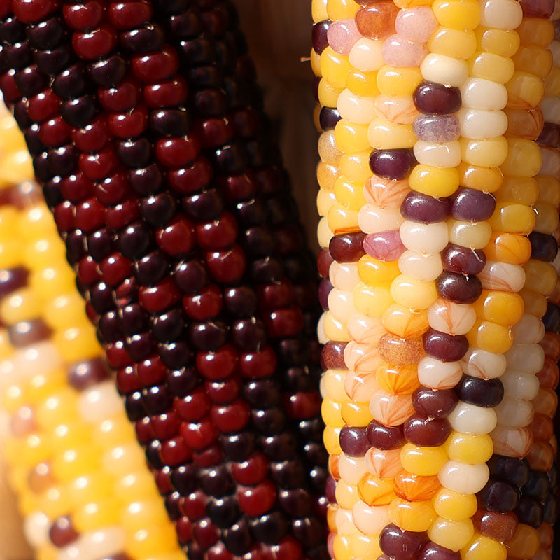 Ornamental Corn Firecracker Seed – Harris Seeds