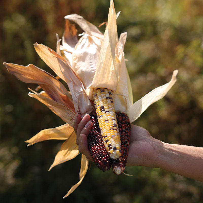 Ornamental Corn Firecracker Seed – Harris Seeds