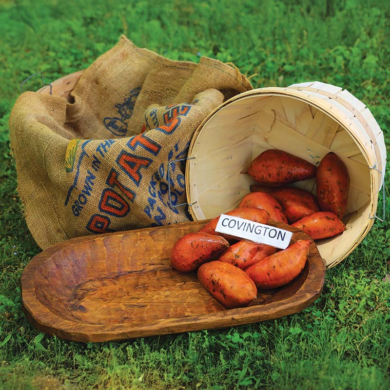 Sweet Potato Covington Live Plants – Harris Seeds