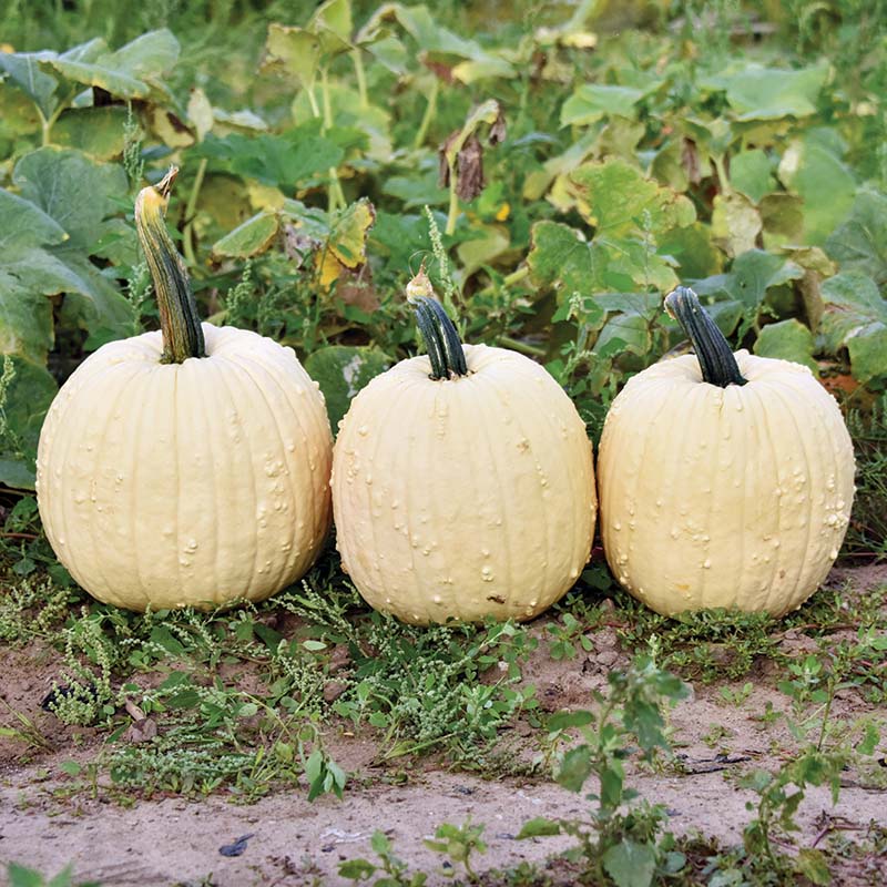 Pumpkin Specter F1 Seed – Harris Seeds