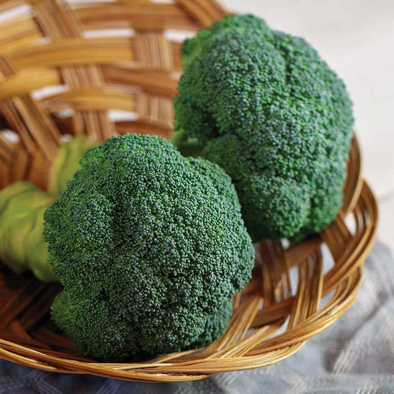 Broccoli Eastern Crown F1 Seed – Harris Seeds