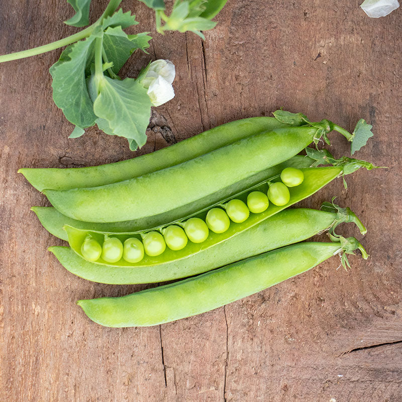 Pea PLS 595 Seed – Harris Seeds