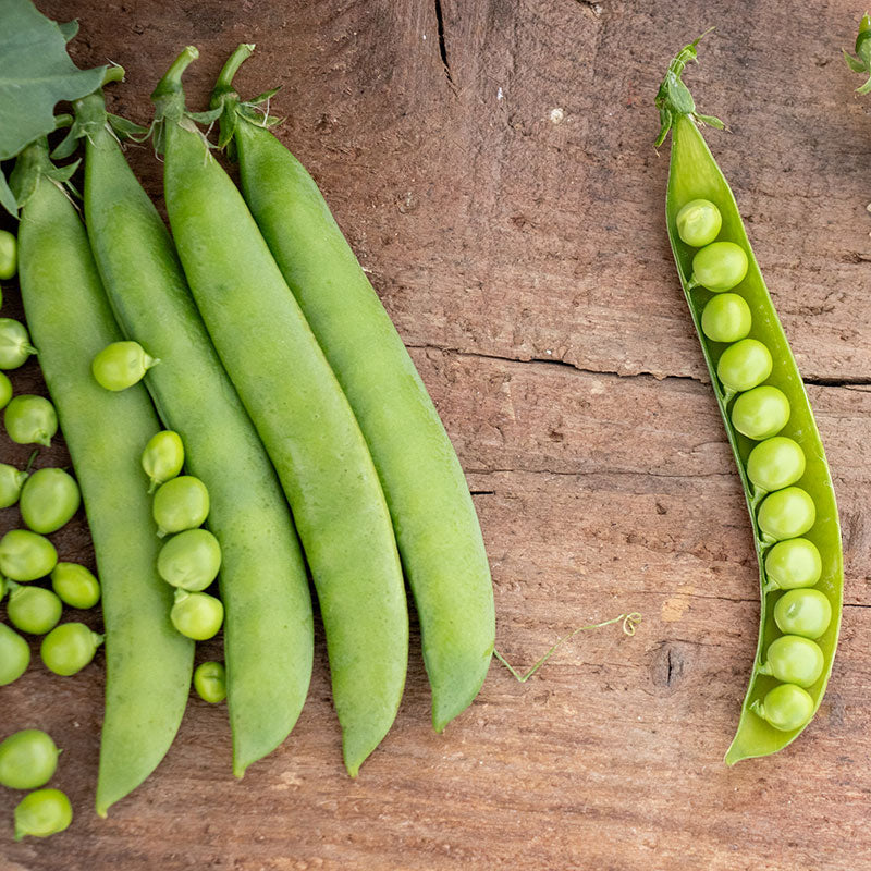 Pea PLS 595 Seed – Harris Seeds