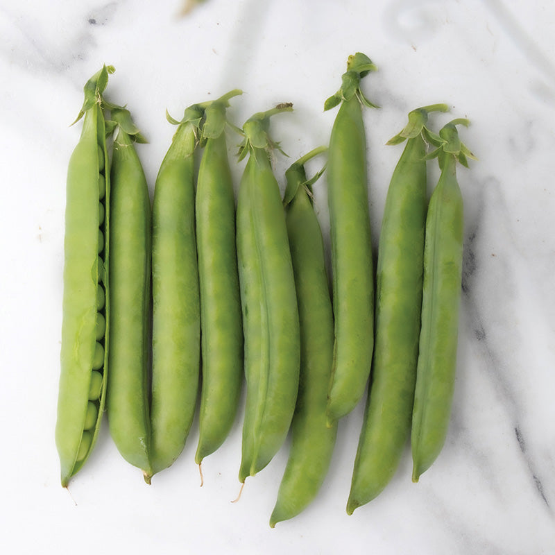 Pea PLS 595 Seed – Harris Seeds