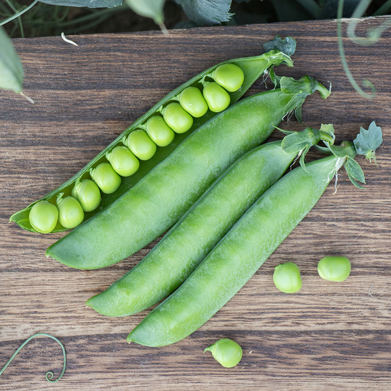 Pea PLS 566 Seed – Harris Seeds