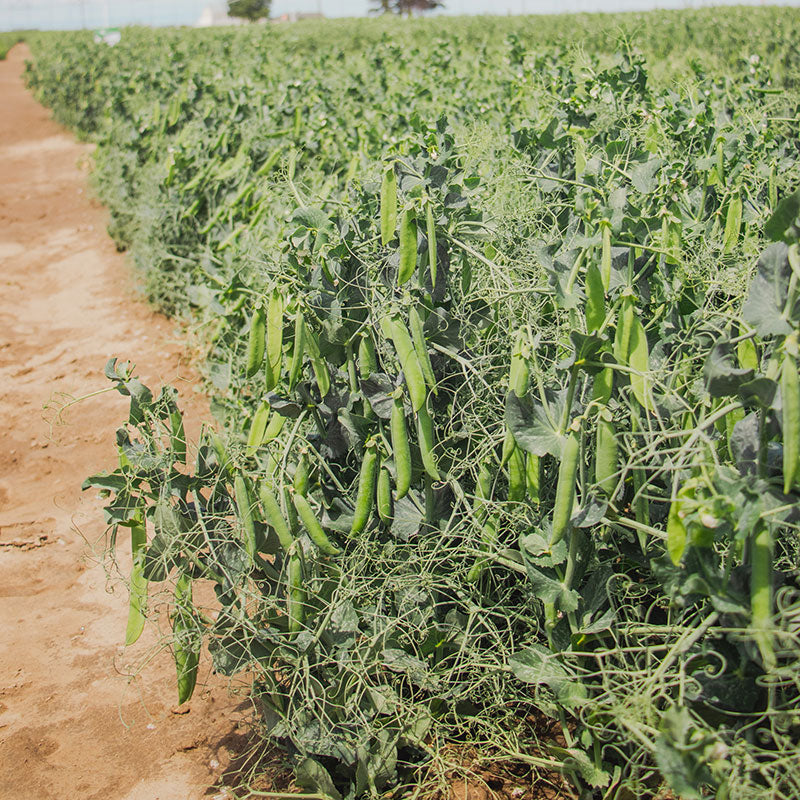 Pea PLS 566 Seed – Harris Seeds