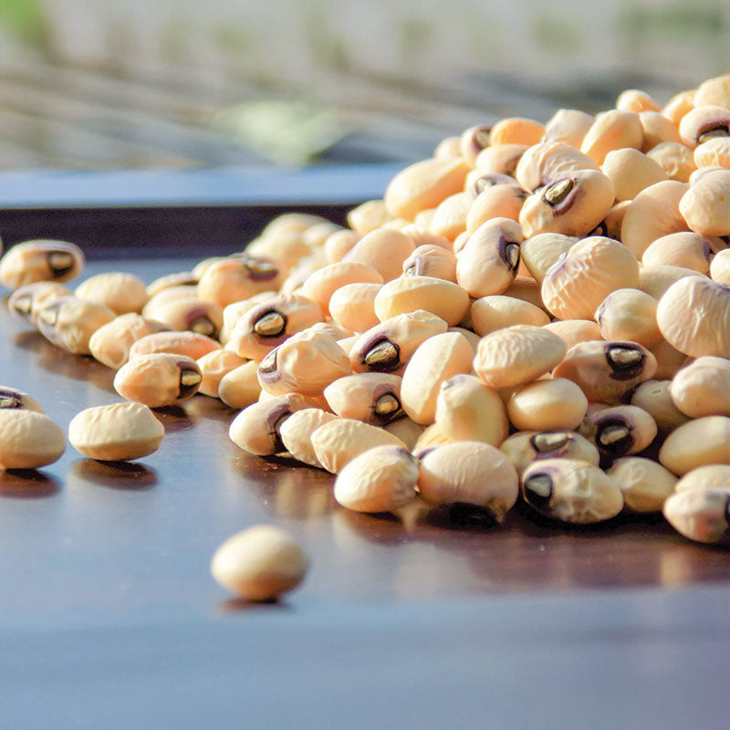 Cowpea Coronet Seed – Harris Seeds