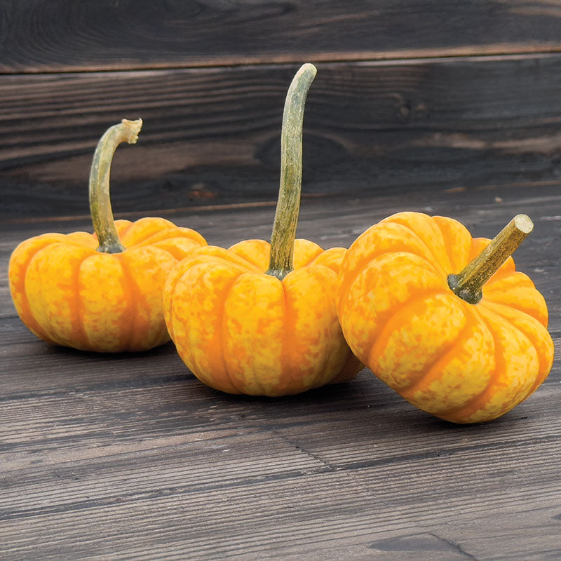 Pumpkin Spark F1 Seed – Harris Seeds