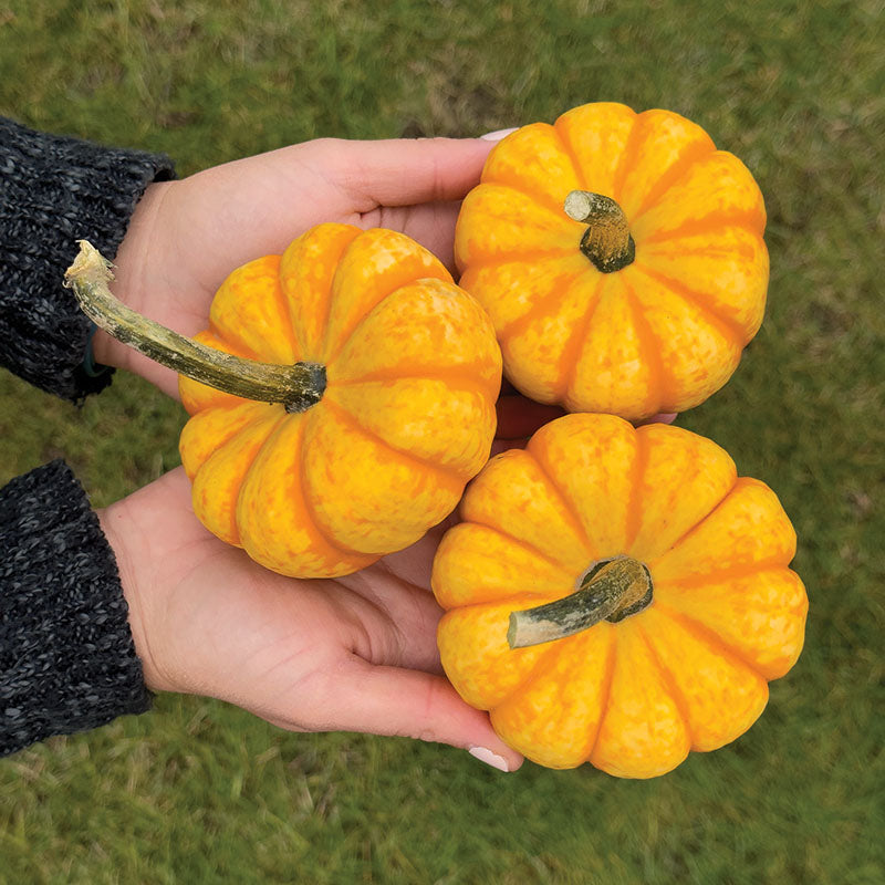 Pumpkin Spark F1 Seed – Harris Seeds