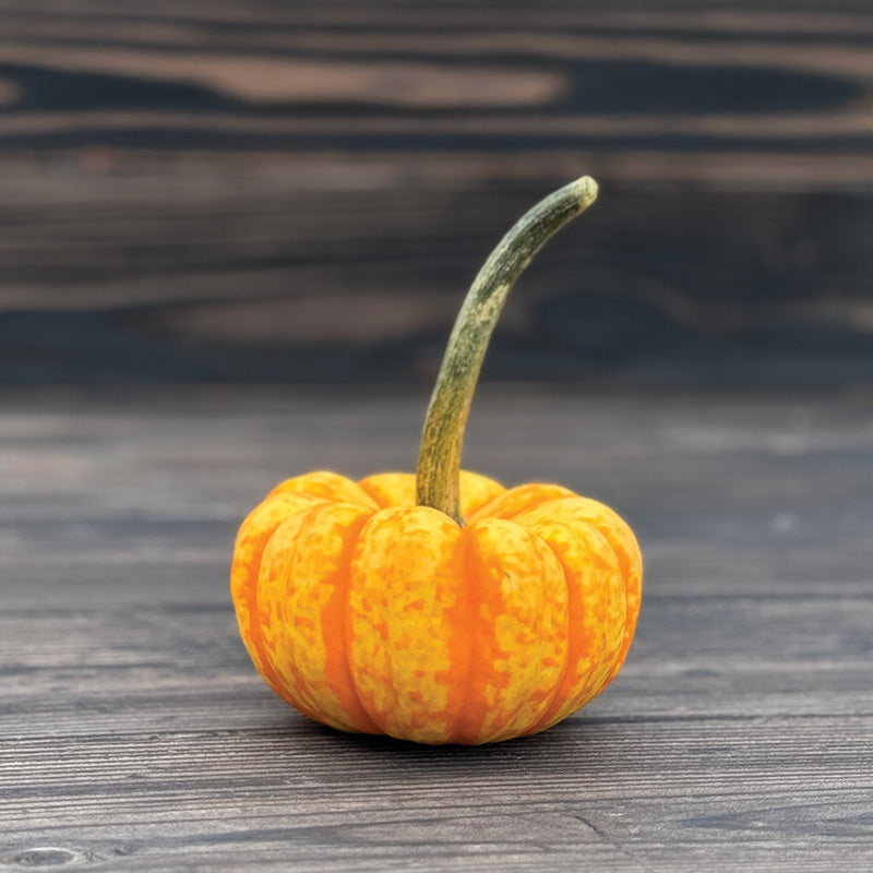 Pumpkin Spark F1 Seed – Harris Seeds