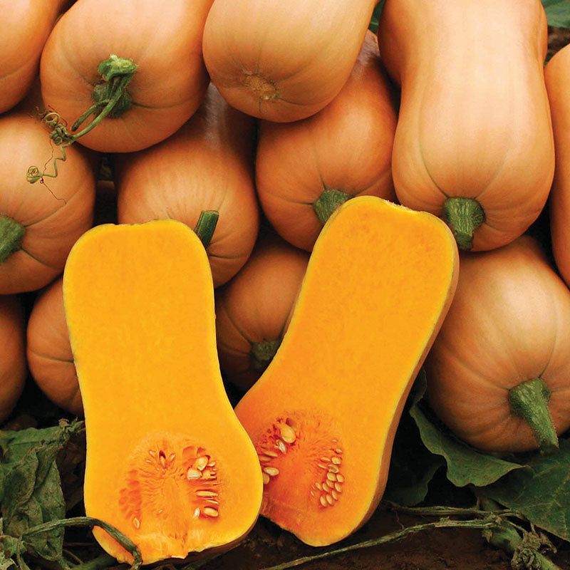 Squash Quantum F1 Seed – Harris Seeds