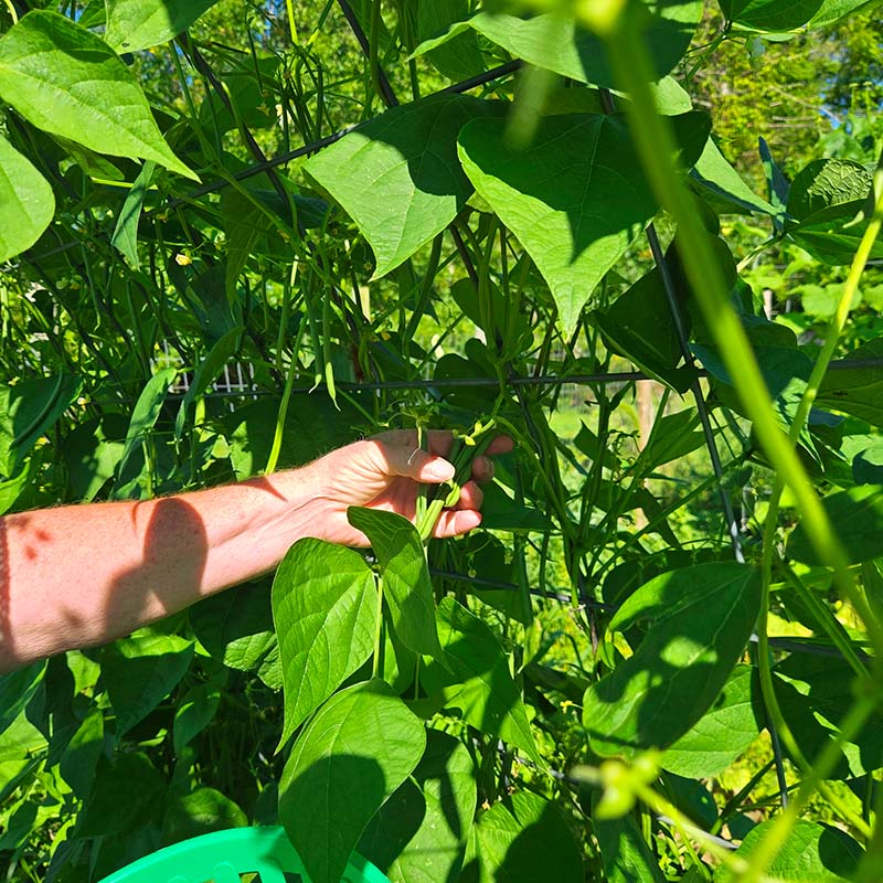 Bean Seychelles Seed – Harris Seeds