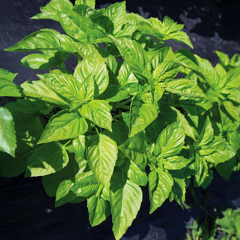 Basil Rutgers Passion DMR Seed – Harris Seeds
