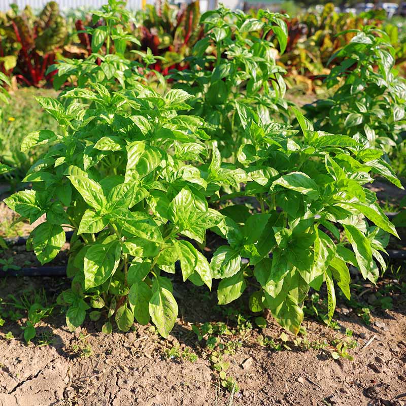 Basil Rutgers Passion DMR Seed – Harris Seeds