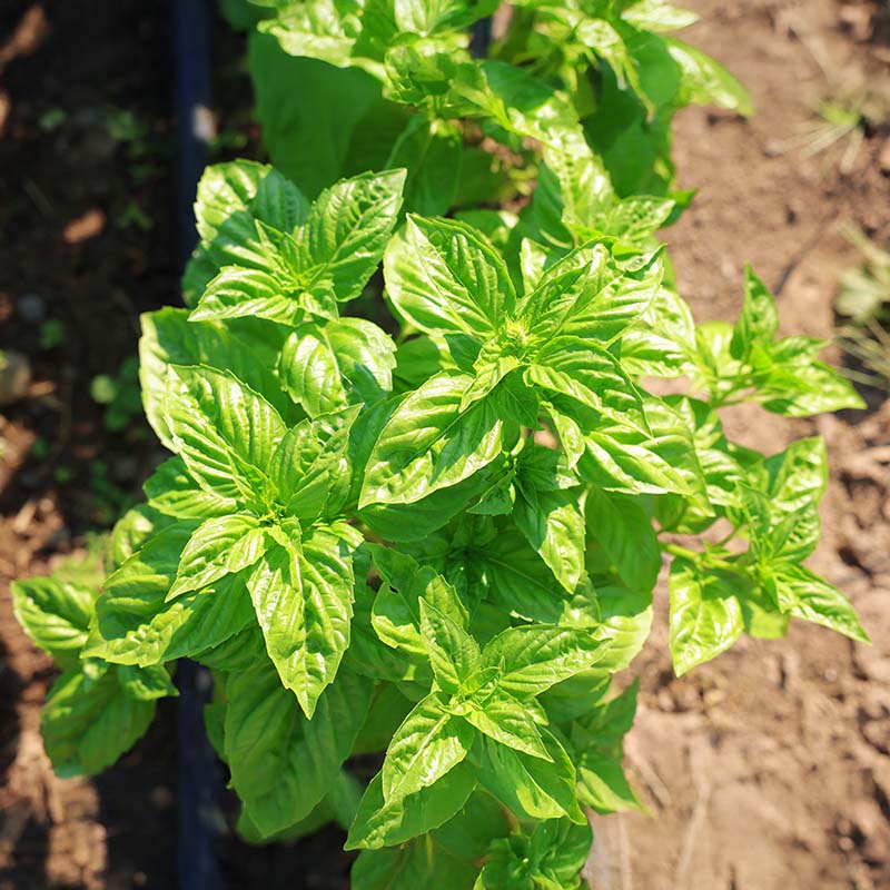Basil Rutgers Passion DMR Seed – Harris Seeds