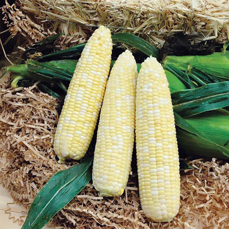 Sweet Corn Signature XR F1 Seed – Harris Seeds