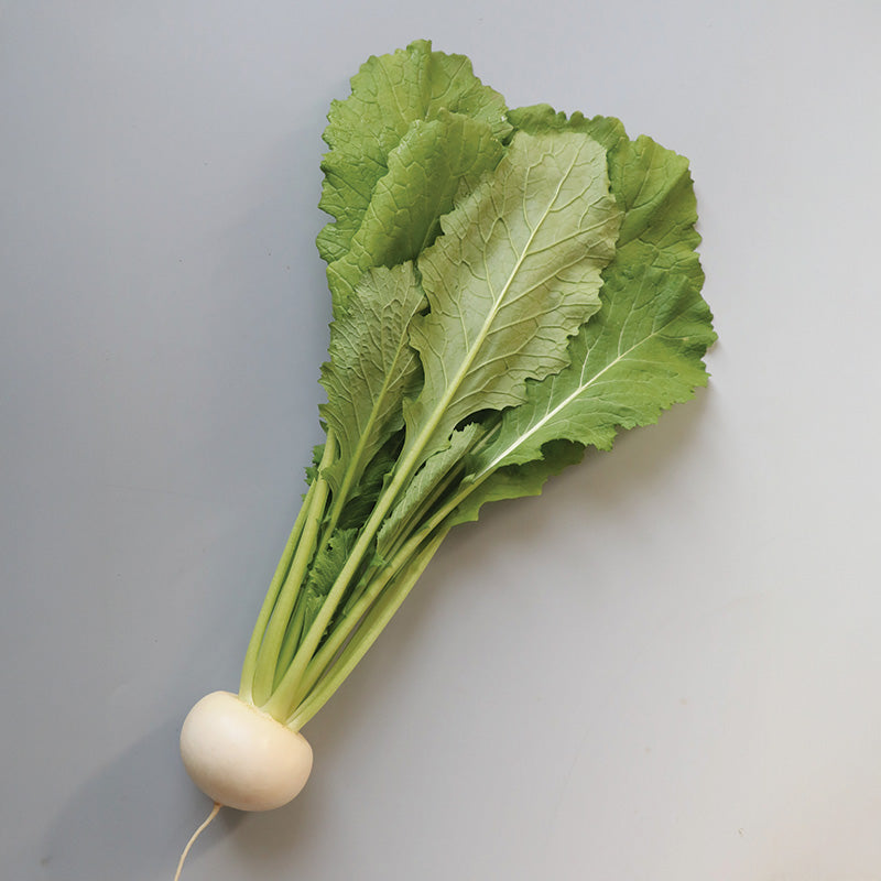 Turnip Tokyo Silky Sweet F1 Seed – Harris Seeds