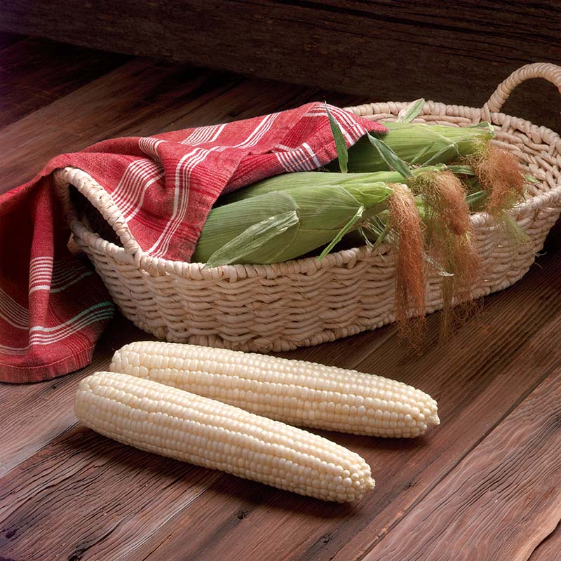 Sweet Corn Biotech Milky Way F1 Seed – Harris Seeds