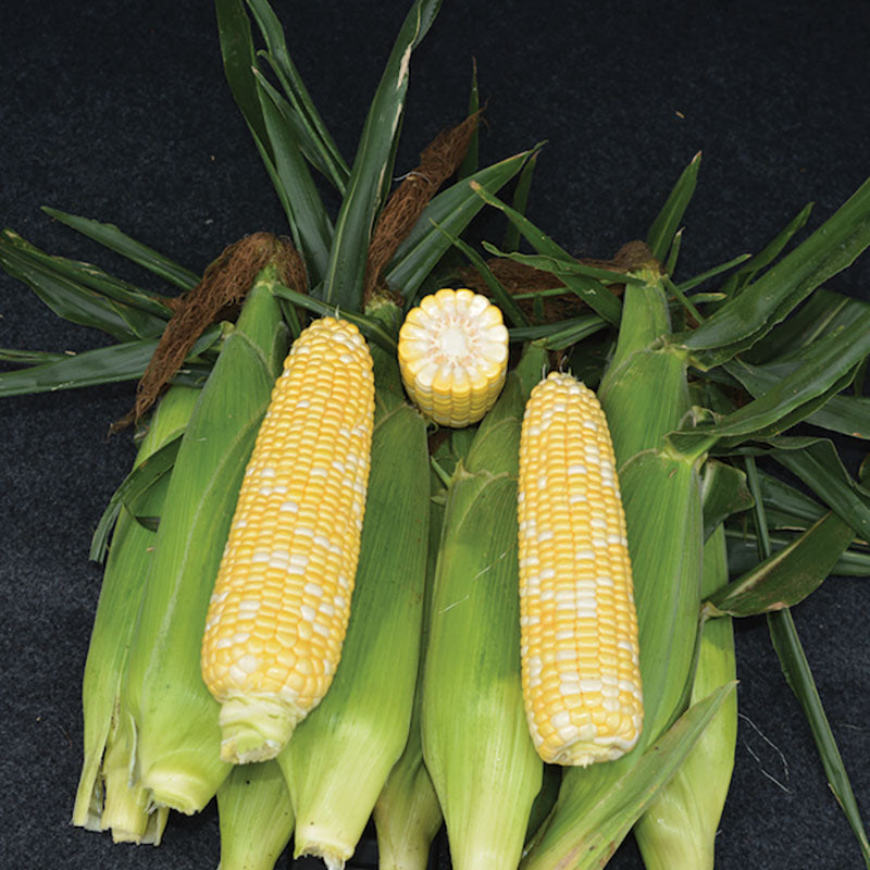 Sweet Corn Biotech Anthem XR II F1 Seed – Harris Seeds