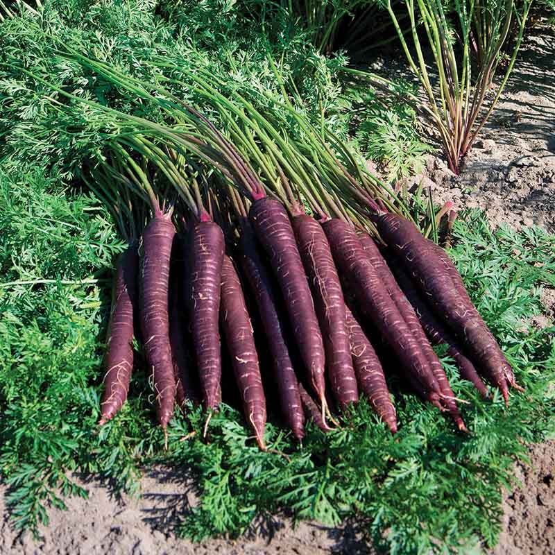 Purple Carrots Seeds Carrot 'Cosmic Purple' Seeds – D&H Seed Harvest